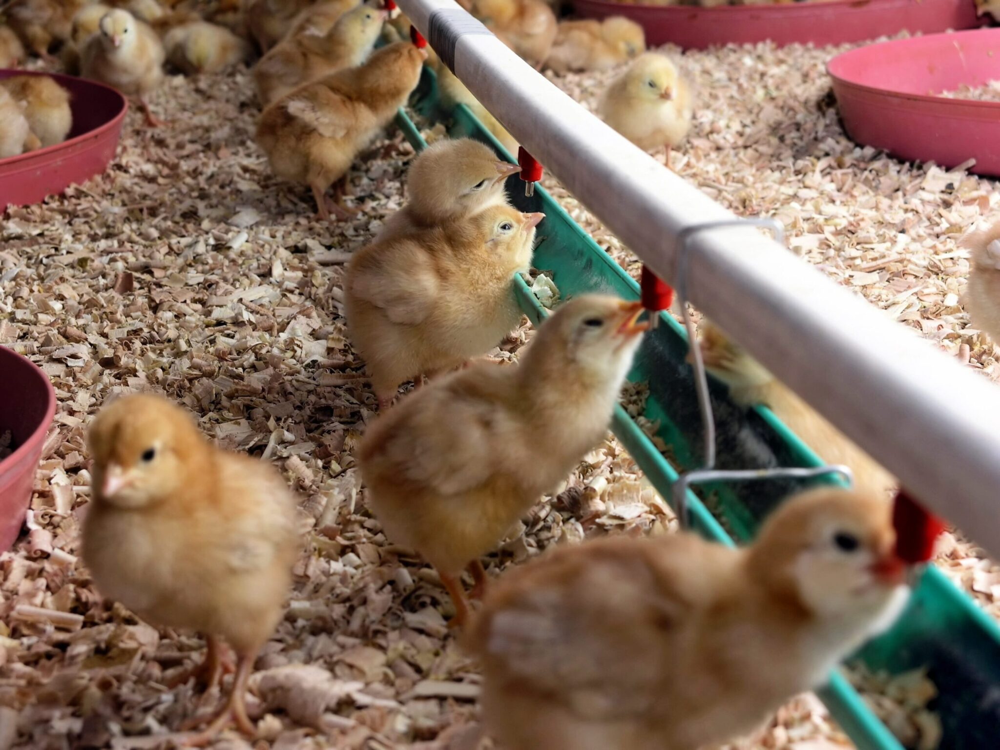 Coccidiosis & Your Chickens - What You Need to Know | Freedom Ranger ...
