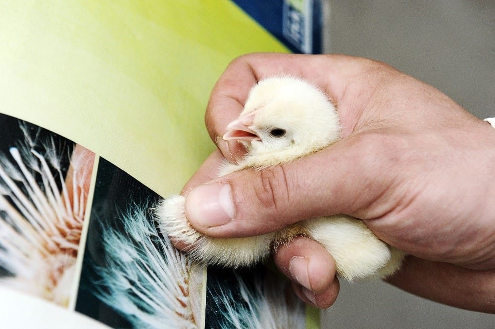 Sexing Chicks: How to Determine Gender of Your Chickens | Freedom ...