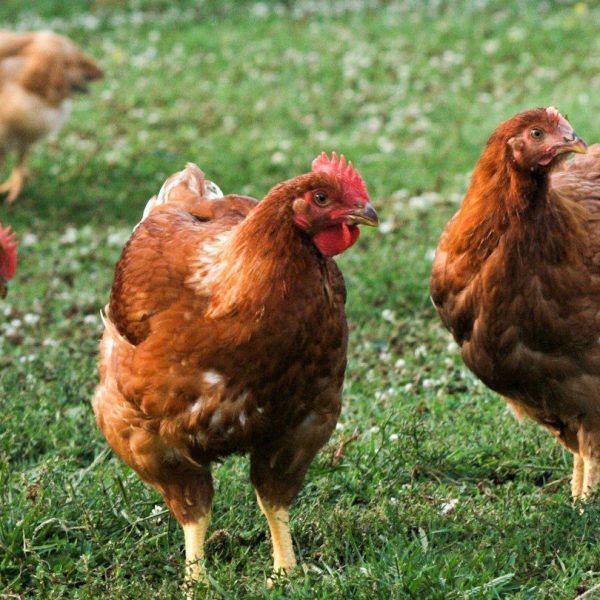 Broiler Chicks for Sale | Freedom Ranger Hatcheries