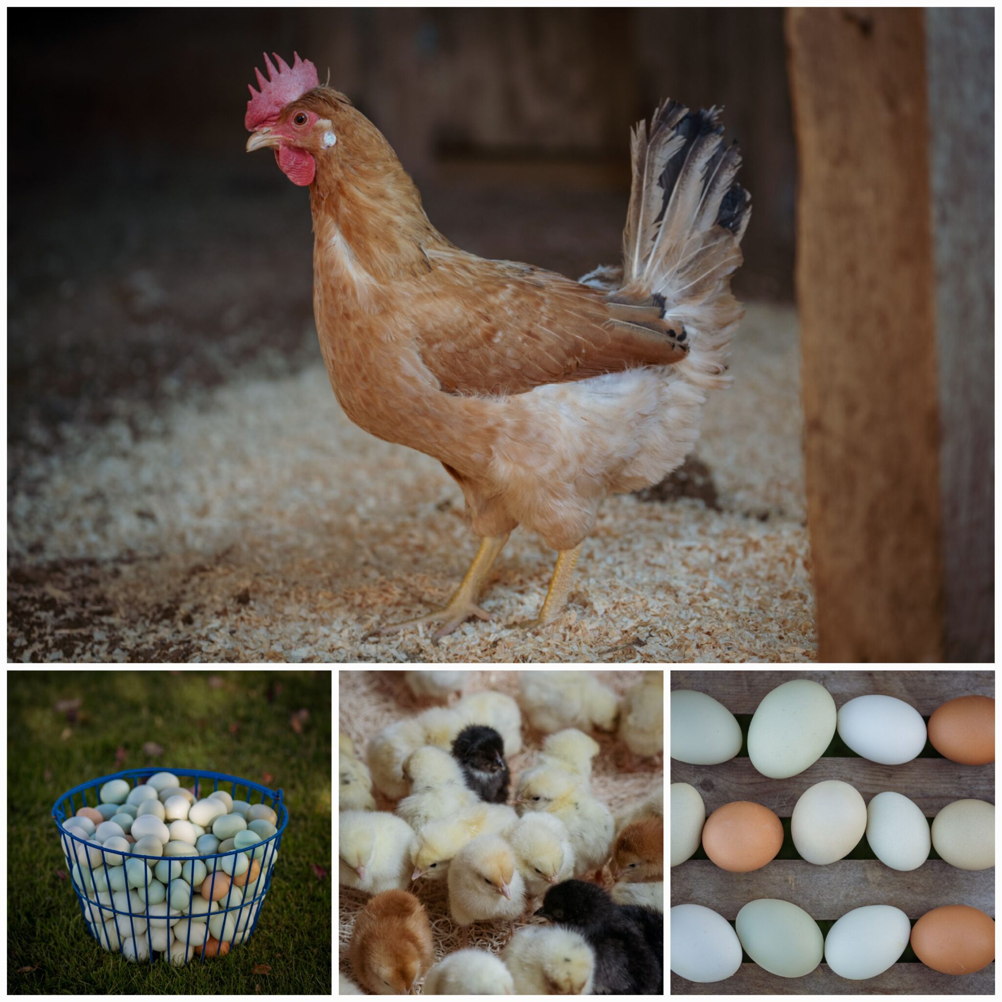 Buy Baby Chicks from Freedom Ranger Hatcheries | Freedom Ranger Hatcheries