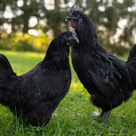 Buy Baby Chicks from Freedom Ranger Hatcheries | Freedom Ranger Hatcheries