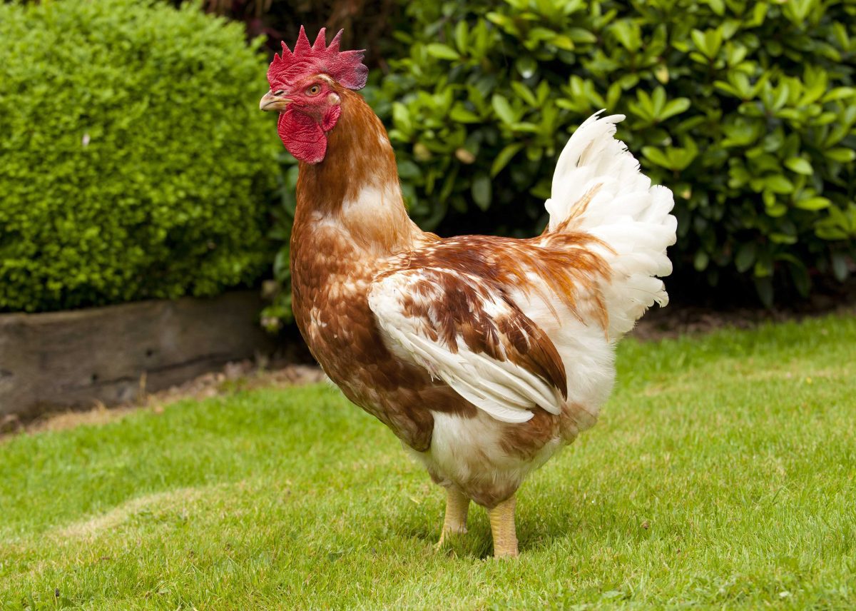 Freedom Ranger Color Yield | Freedom Ranger Hatcheries