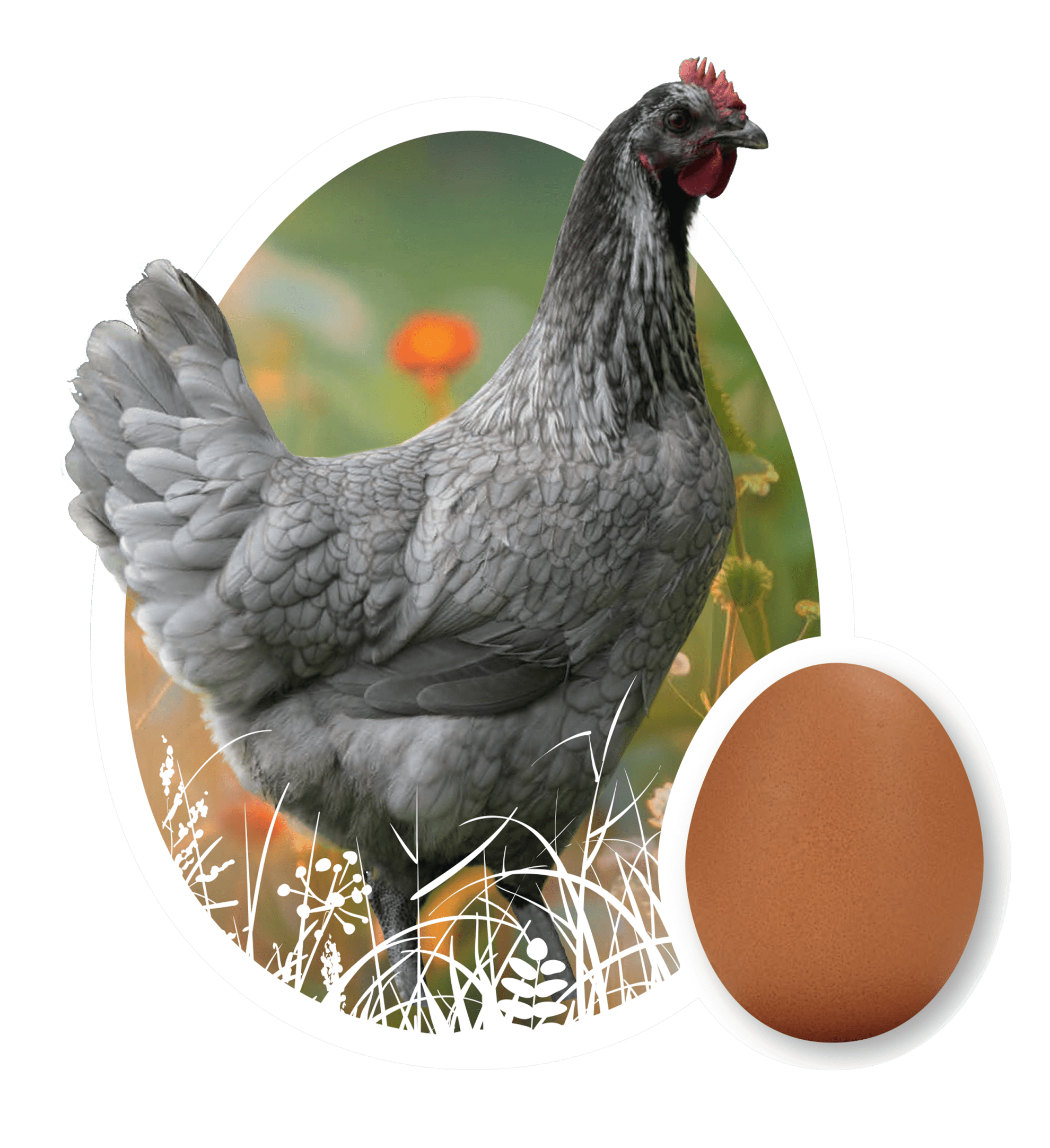 Ash Egg Layer Chickens | Hillside Hatchery