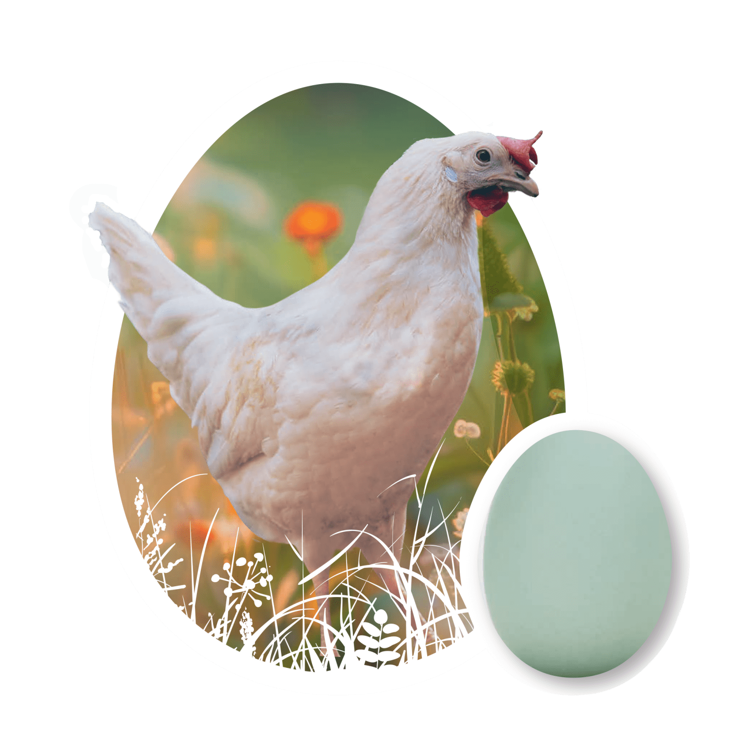 Easter Egger | Freedom Ranger Hatchery
