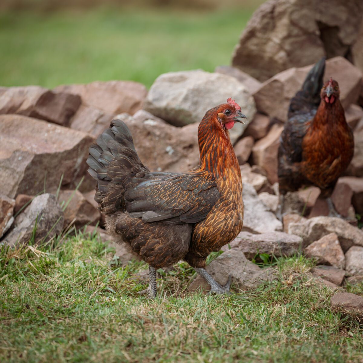 Buy Baby Chicks from Freedom Ranger Hatcheries | Freedom Ranger Hatcheries