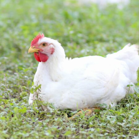 Buy Baby Chicks from Freedom Ranger Hatcheries | Freedom Ranger Hatcheries