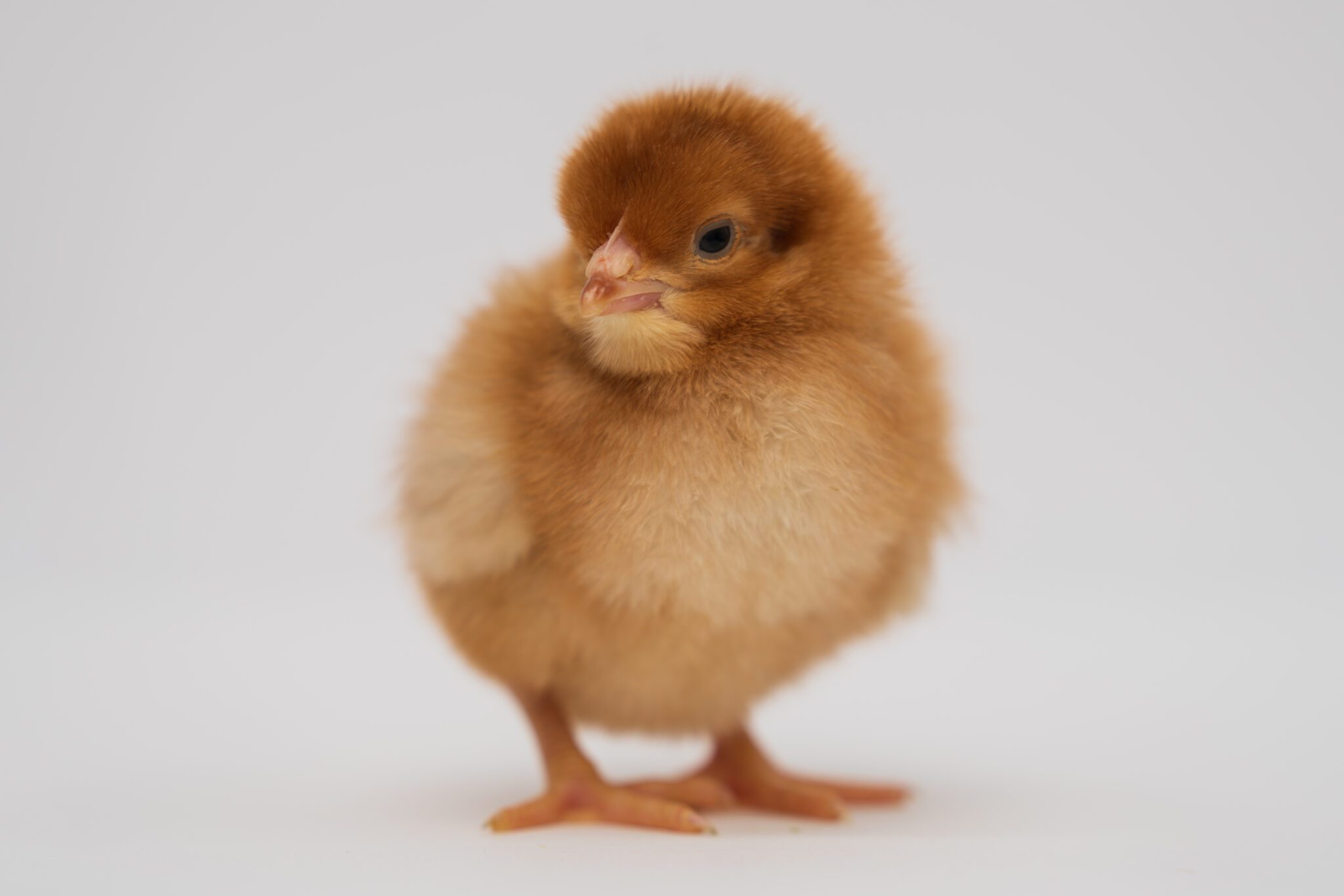 Novogen Brown Egg Layer Chickens | Hillside Hatchery