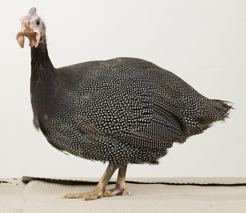 Guinea Fowl Hatching Eggs | Freedom Ranger Hatcheries