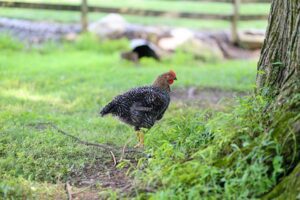Kosher King Chickens | King Chickens | Freedom Ranger Hatcheries