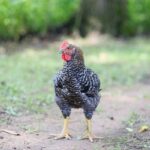 Broiler Chicks for Sale | Freedom Ranger Hatcheries