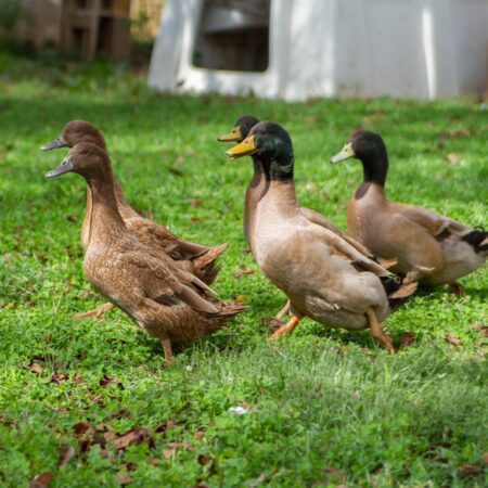 Buy Baby Chicks from Freedom Ranger Hatcheries | Freedom Ranger Hatcheries