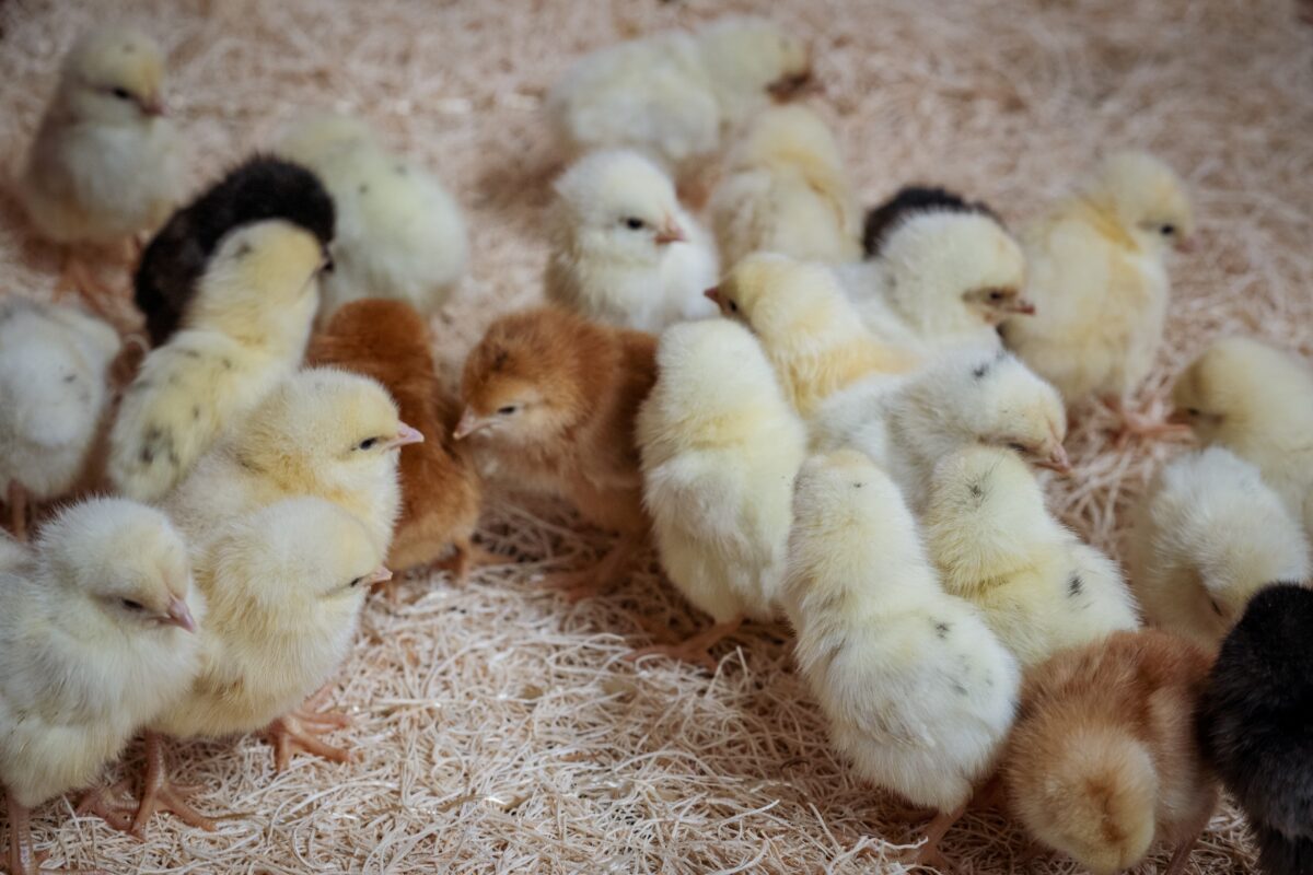 Olive Egger Chicken | Hillside Hatchery | Freedom Ranger Hatchery