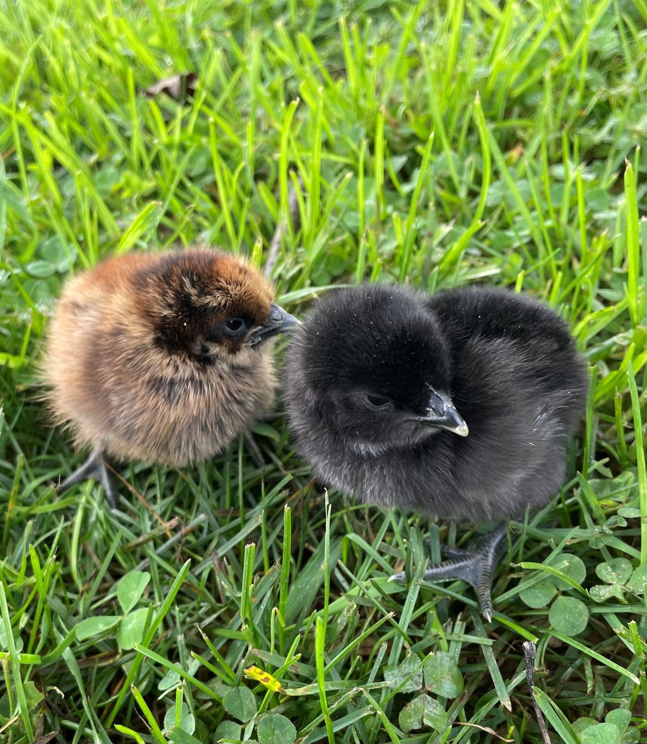 Black Diamond Chicken | Freedom Ranger Hatcheries