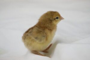 Freedom Ranger Chickens | Broilers | Freedom Ranger Hatcheries