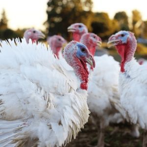 Broiler Chicks for Sale | Freedom Ranger Hatcheries