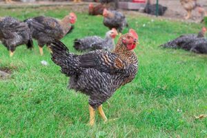 Kosher King Chickens | King Chickens | Freedom Ranger Hatcheries