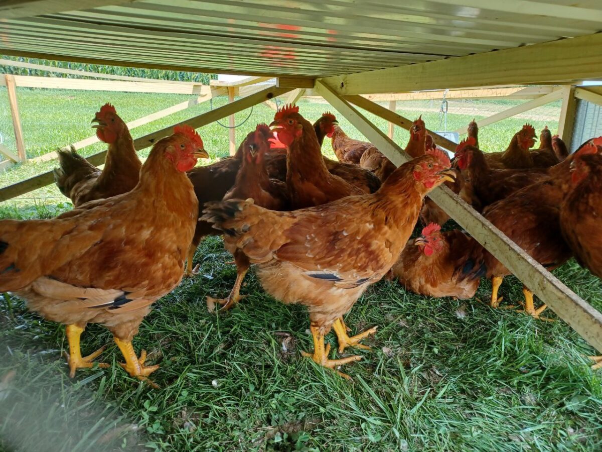 Jackie Chickens | Red Ranger Broiler | Freedom Ranger Hatcheries
