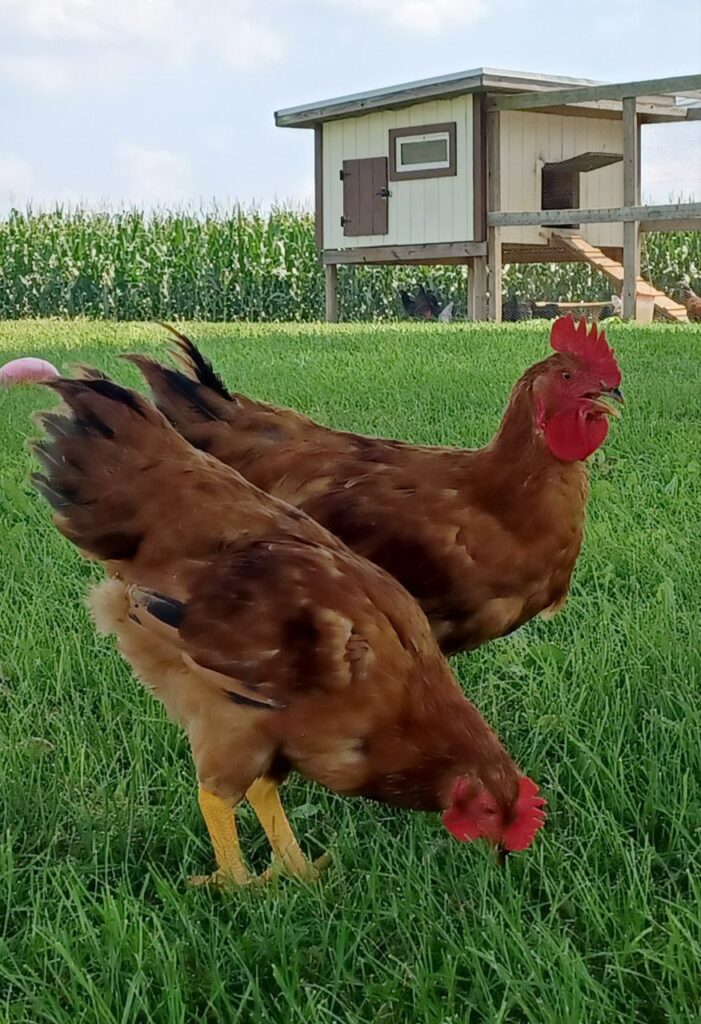Jackie Chickens | Red Ranger Broiler | Freedom Ranger Hatcheries