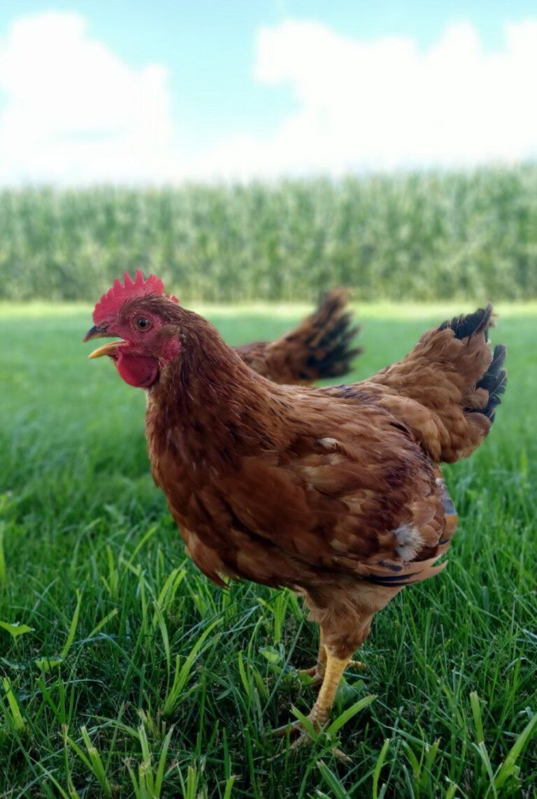 Jackie Chickens | Red Ranger Broiler | Freedom Ranger Hatcheries