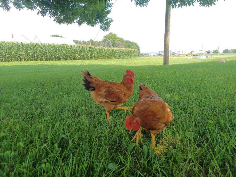 Jackie Chickens | Red Ranger Broiler | Freedom Ranger Hatcheries