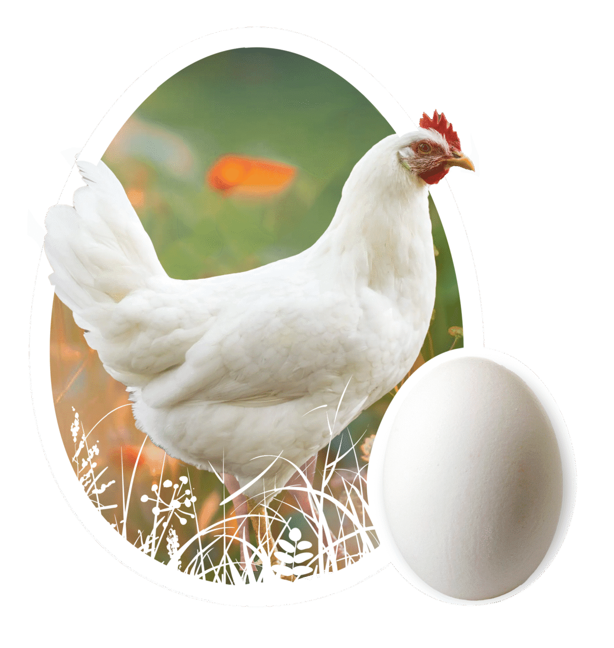 White Leghorn Chickens For Sale | Freedom Ranger Hatcheries
