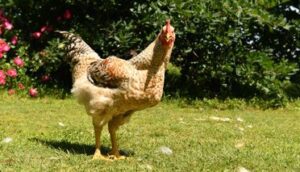 Sasso Chickens | Red Ranger Broiler | Freedom Ranger Hatcheries