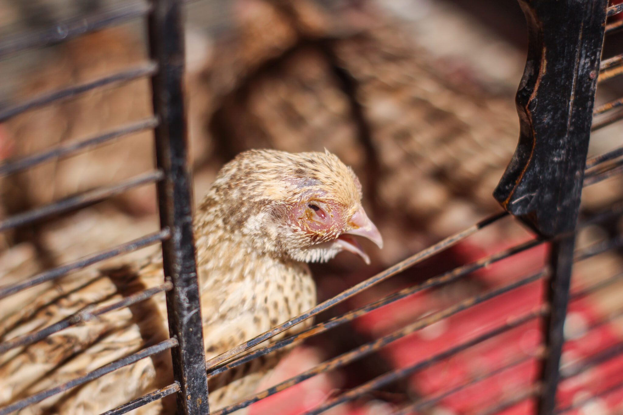 Infectious Coryza in Chickens | Freedom Ranger Hatcheries Blog