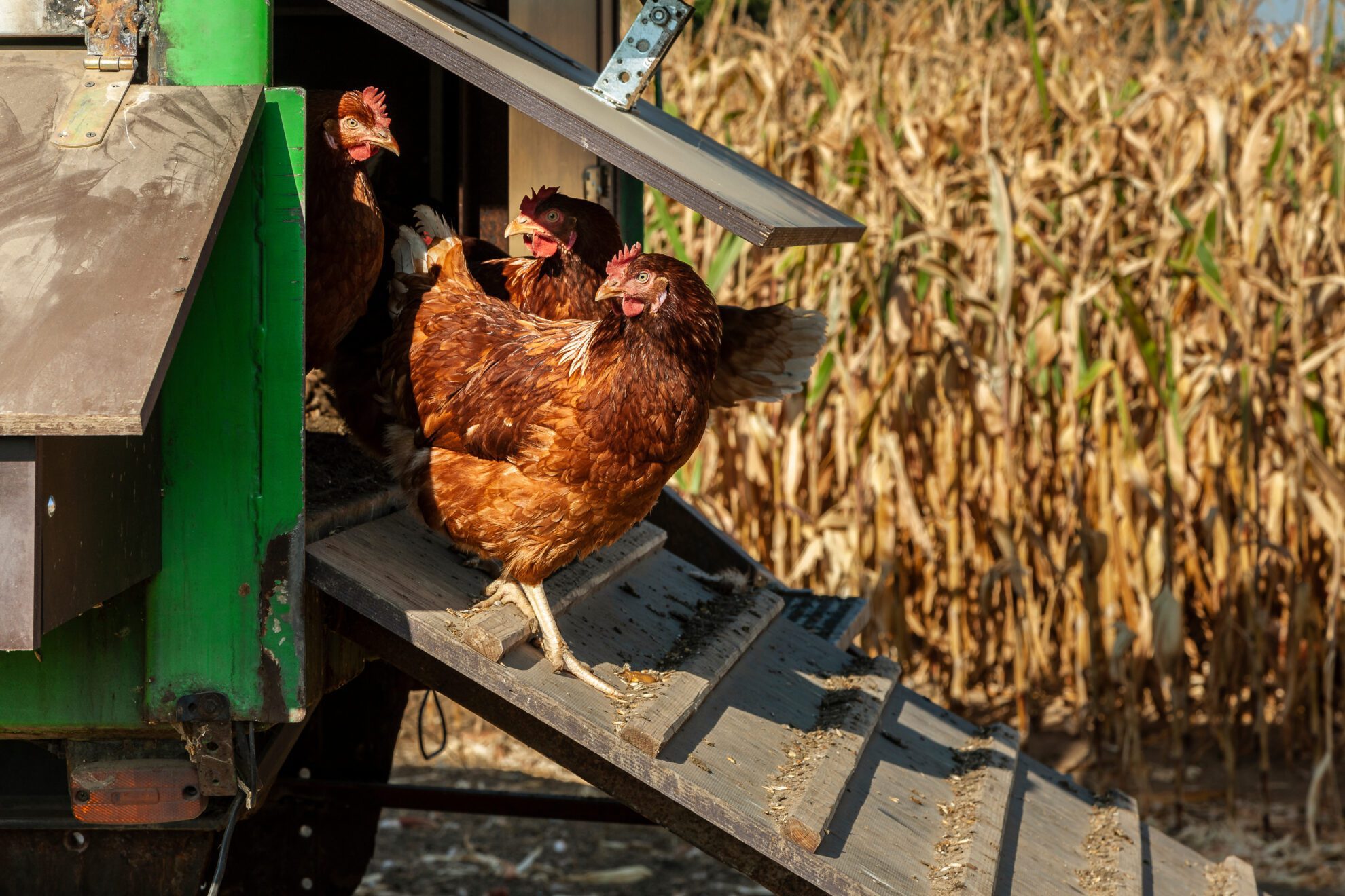 Buy Baby Chicks from Freedom Ranger Hatcheries | Freedom Ranger Hatcheries