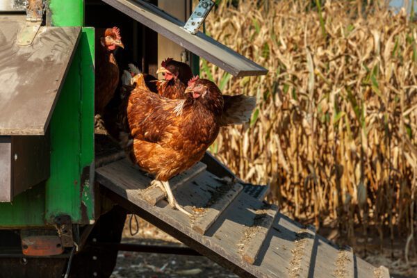 Breed Spotlight: Freedom Ranger Chickens | Freedom Ranger Hatcheries