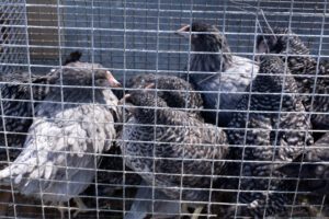 Kosher King Chickens | King Chickens | Freedom Ranger Hatcheries