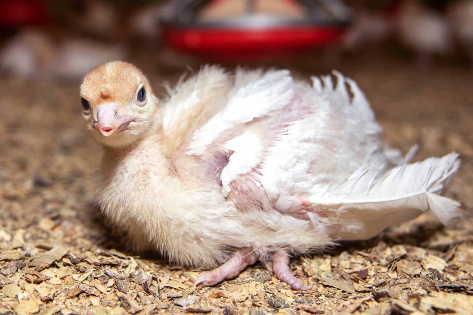 Buy Baby Chicks from Freedom Ranger Hatcheries | Freedom Ranger Hatcheries