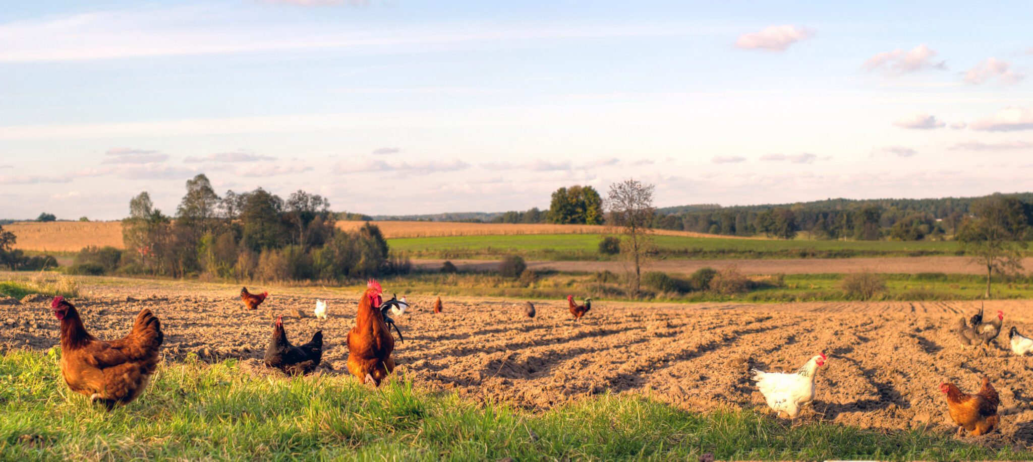 Exploring NPIP-Certified Hatcheries for Healthy Poultry | Freedom Ranger