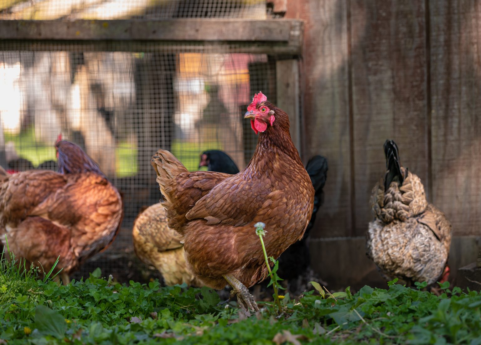 Best Forage for Chickens | Freedom Ranger Hatchery