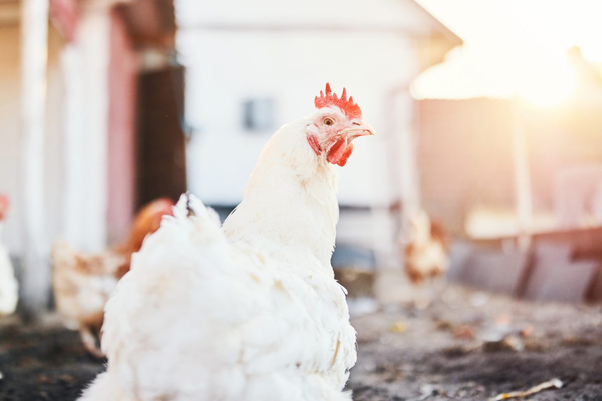 Sudden Chicken Death Syndrome | Freedom Ranger Hatcheries