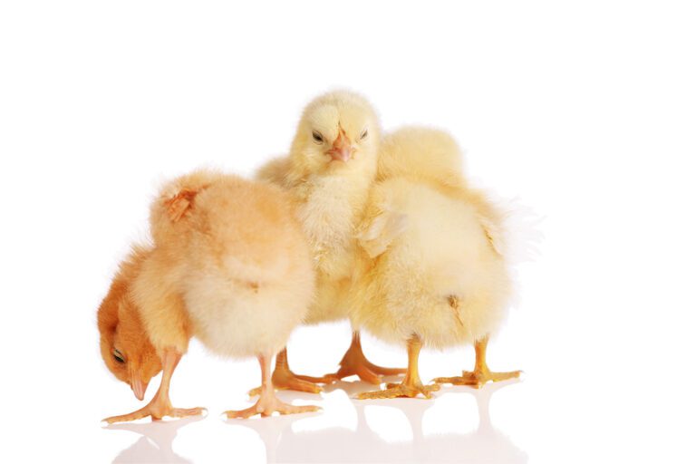 Our Chicken Hatcheries Story Means the Highest-Quality Birds for You ...