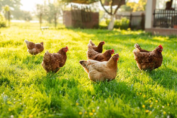 Sasso Chickens | Red Ranger Broiler | Freedom Ranger Hatchery